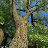 Populier: soorten, kenmerken en eigenschappen | Tuinpraat.be