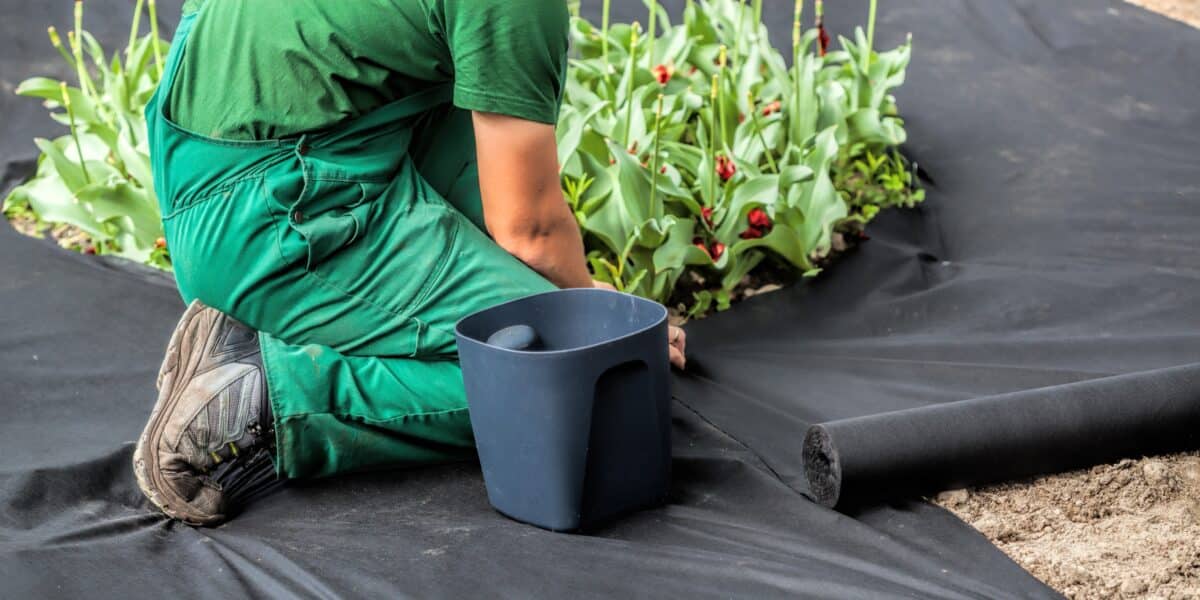 Leifruit: geschikte soorten & aankooptips | Tuinpraat.be
